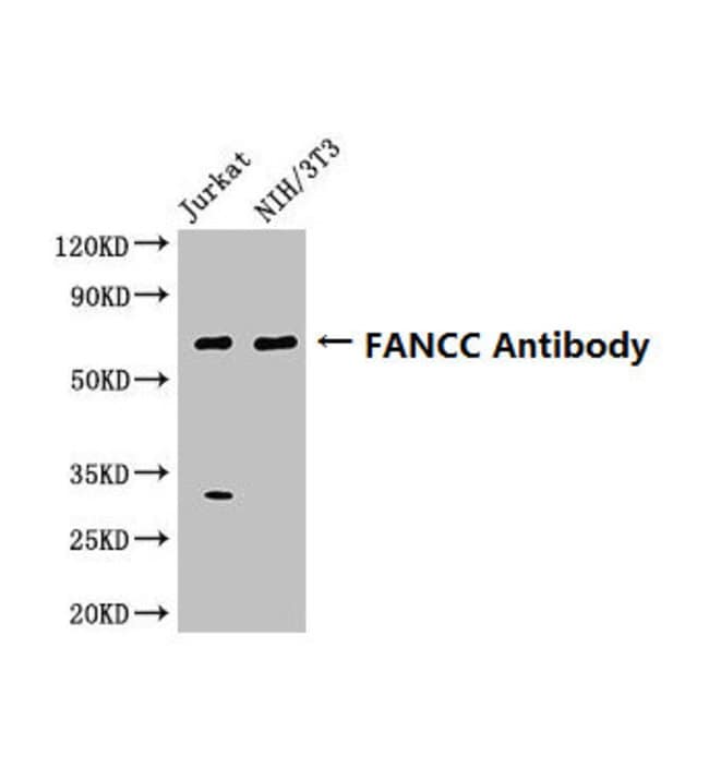 Invitrogen FANCC Polyclonal Antibody 100 μg; Unconjugated:Antibodies ...
