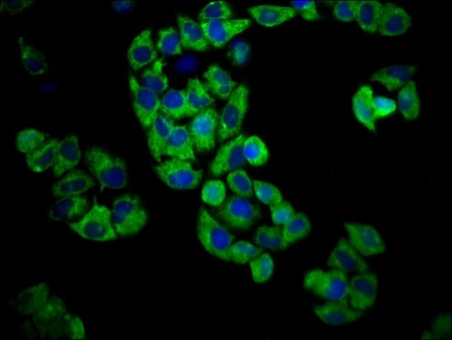 GPR174 Rabbit anti-Human, Polyclonal, Invitrogen 100 μg; Unlabeled ...