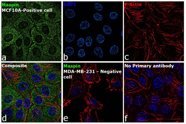 Maspin Polyclonal Antibody, Invitrogen 100 μL; Unconjugated:Antibodies ...