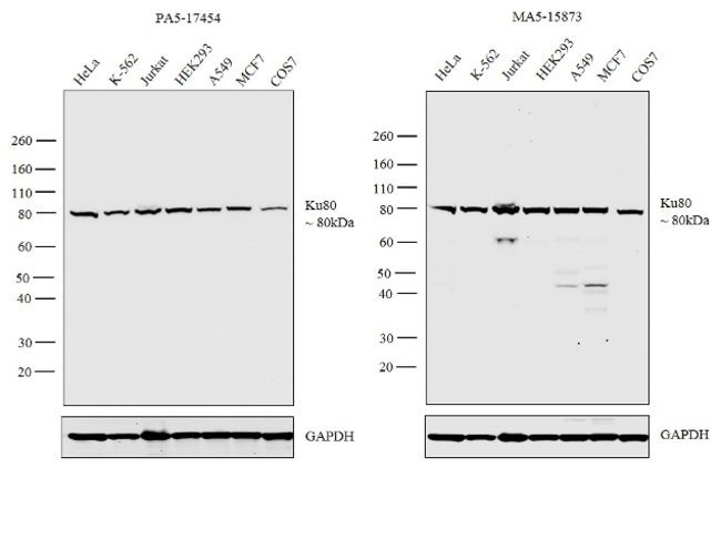Ku80 Polyclonal Antibody, Invitrogen™ 100 μL; Unconjugated | Fisher ...