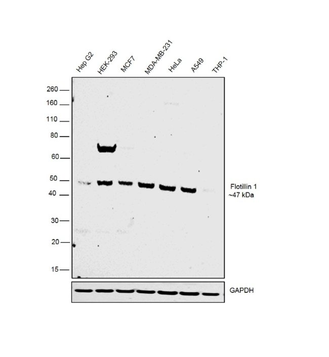 Flotillin 1 Polyclonal Antibody, Invitrogen™ 100 μg; Unconjugated ...