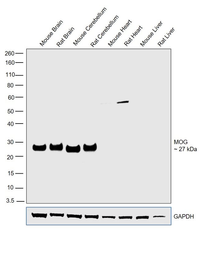 MOG Polyclonal Antibody, Invitrogen™ 100 μg; Unconjugated | Fisher ...