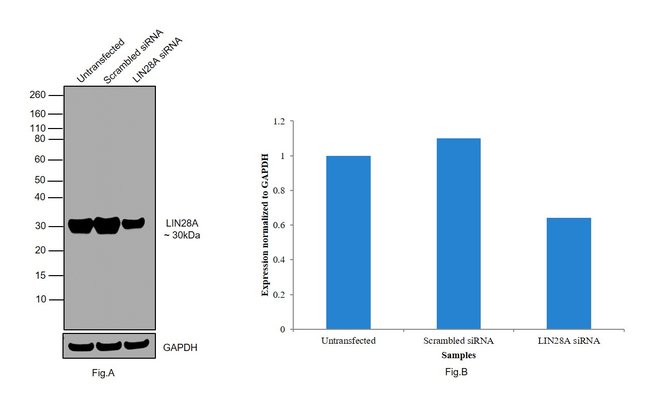 Invitrogen LIN28A Polyclonal Antibody 100 μg; Unconjugated:Anticorps ...