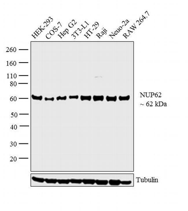 Invitrogen NUP62 Polyclonal Antibody 100 μL; Unconjugated:Antibodies ...