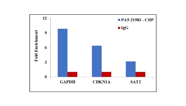 CtIP Polyclonal Antibody, Invitrogen 100 μL; Unconjugated:Antibodies ...