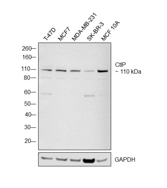 CtIP Polyclonal Antibody, Invitrogen 100 μL; Unconjugated:Antibodies ...