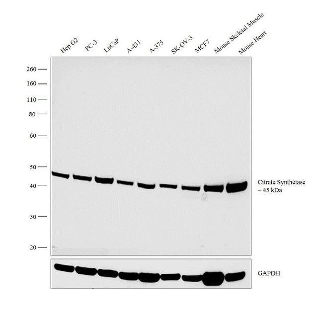 Invitrogen Citrate Synthase Polyclonal Antibody 100 μL; Unconjugated ...