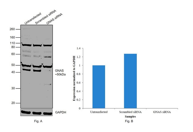 Invitrogen GNAS Polyclonal Antibody 100 μL; Unconjugated:Antibodies ...