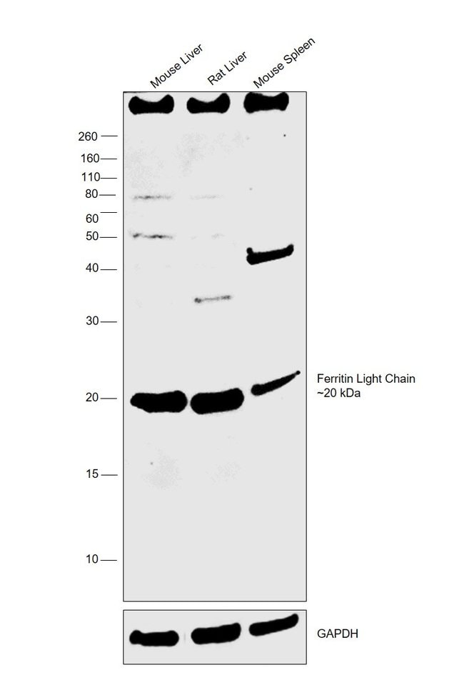 Invitrogen Ferritin Light Chain Polyclonal Antibody 100 μL | Buy Online ...