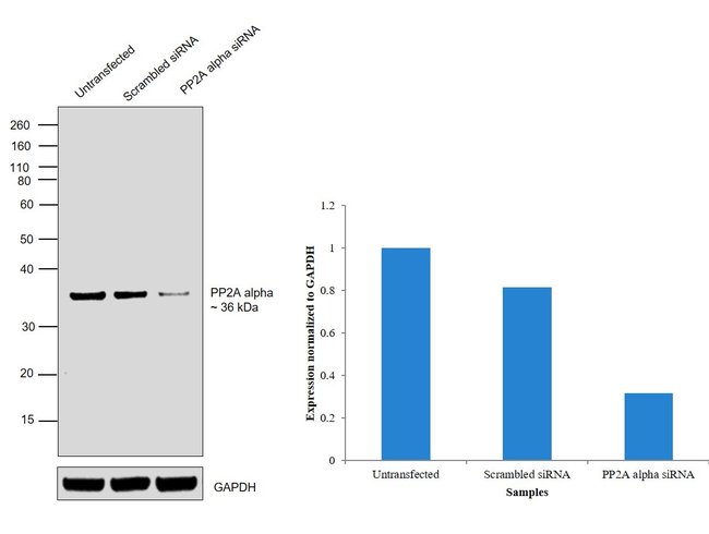 PP2A alpha Polyclonal Antibody, Invitrogen 100 μL; Unconjugated ...