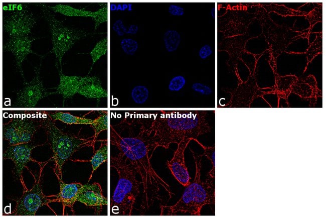 Invitrogen eIF6 Polyclonal Antibody 100 μL; Unconjugated:Antibodies ...