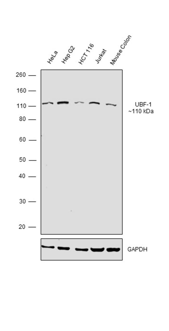 UBF-1 Polyclonal Antibody, Invitrogen 100 μL; Unconjugated:Antibodies ...