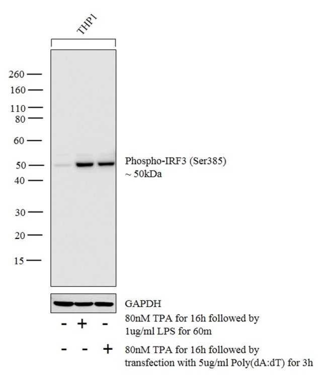 Phospho-IRF3 (Ser385) Polyclonal Antibody, Invitrogen 100 μL; Unconjugated:Antibodies, | Fisher ...