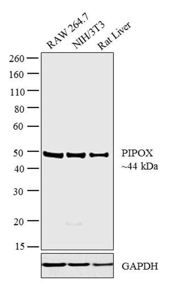 PIPOX Polyclonal Antibody, Invitrogen 100 μg; Unconjugated:Antibodies ...