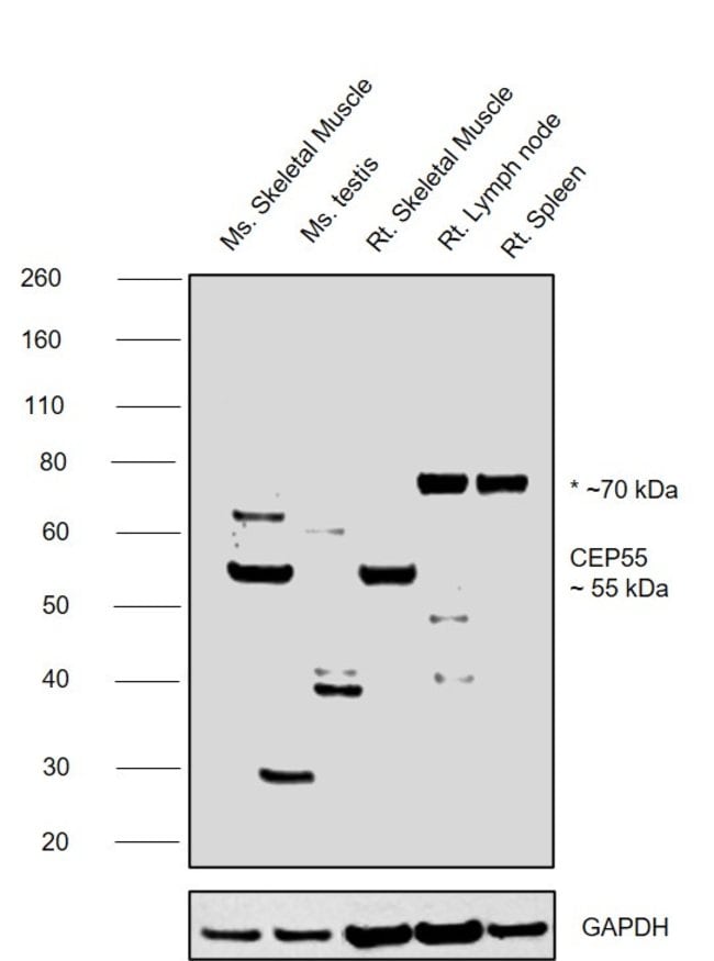CEP55 Polyclonal Antibody, Invitrogen 100 μL; Unconjugated:Antibodies ...
