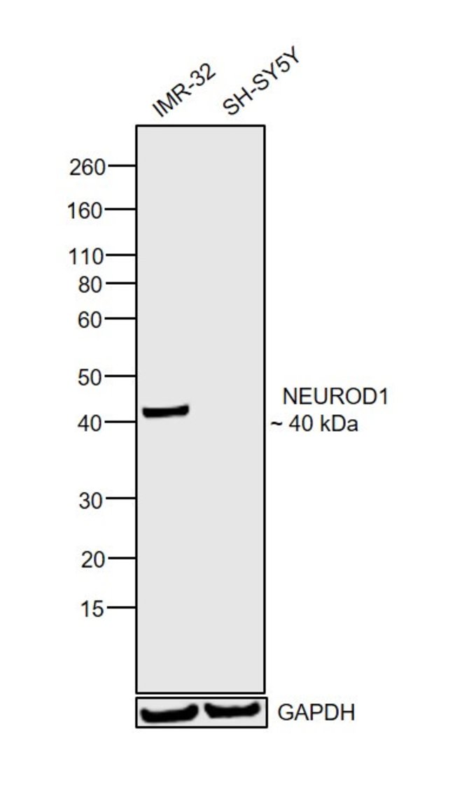 NeuroD1 Polyclonal Antibody, Invitrogen 100 μg; Unconjugated:Antibodies ...