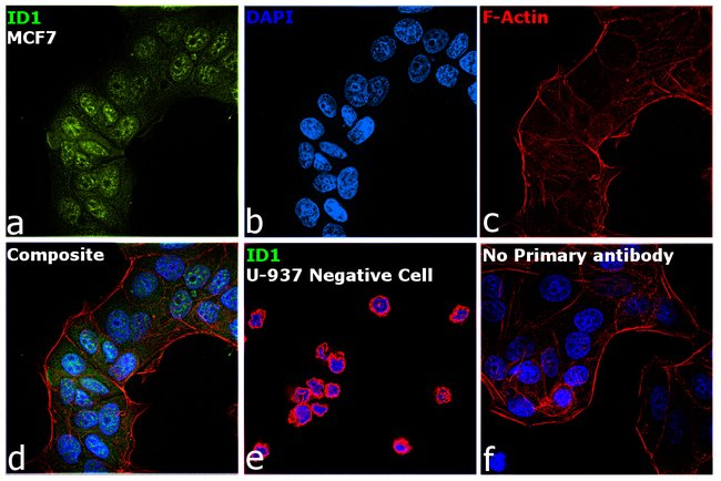 ID1 Polyclonal Antibody, Invitrogen™ 100 μg; Unconjugated | Fisher ...