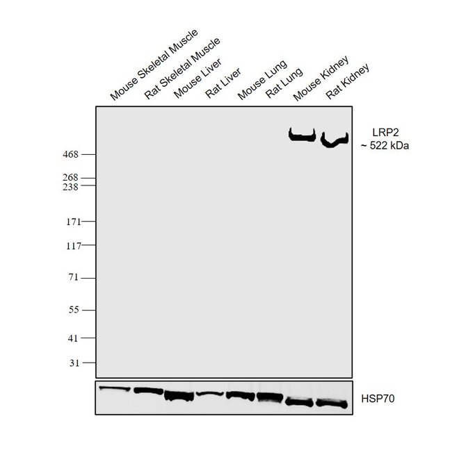 Invitrogen LRP2 Polyclonal Antibody 100 μL; Unconjugated:Antikroppar ...