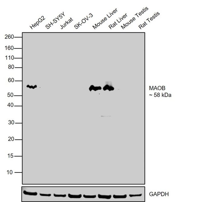Monoamine Oxidase B Polyclonal Antibody, Invitrogen™ 100 μL ...