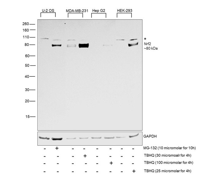 Invitrogen Nrf2 Polyclonal Antibody 100 μL; Unconjugated:Antibodies ...