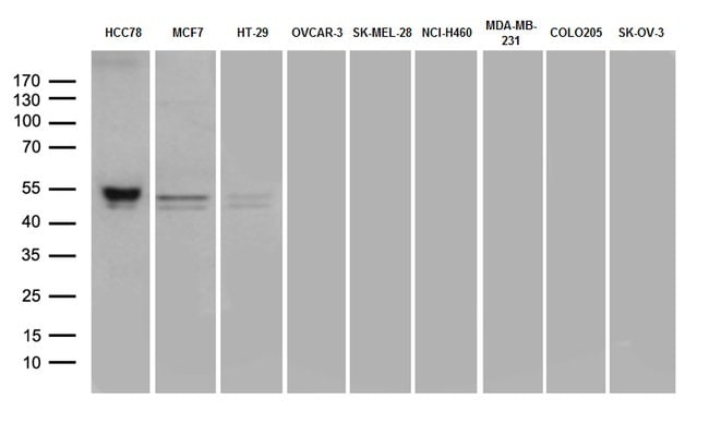 PD-L1 Mouse anti-Human, Clone: OTI12G7, TrueMAB™, Origene 30 μL ...