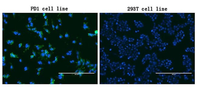 PDCD1 Monoclonal Antibody (OTI14C5), TrueMAB™, OriGene 30 μL ...