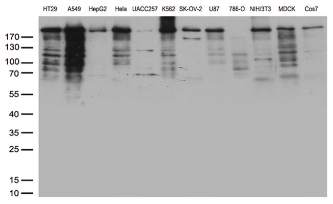 POLR2A Monoclonal Antibody (OTI2B7), TrueMAB , OriGene 100 μL ...