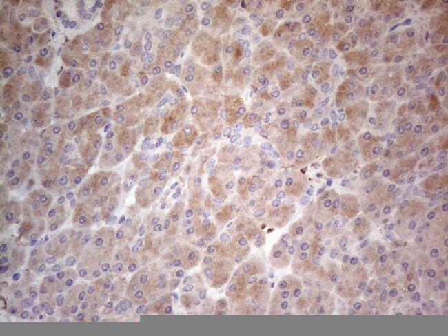 PPA2 Monoclonal Antibody (OTI7C1), TrueMAB , OriGene 100 μL ...