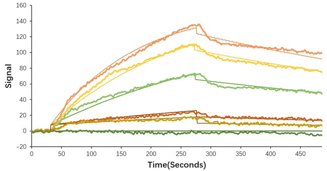 Invitrogen™ SARS-CoV-2 Spike Protein (RBD) (aa319-541), His Tag ...