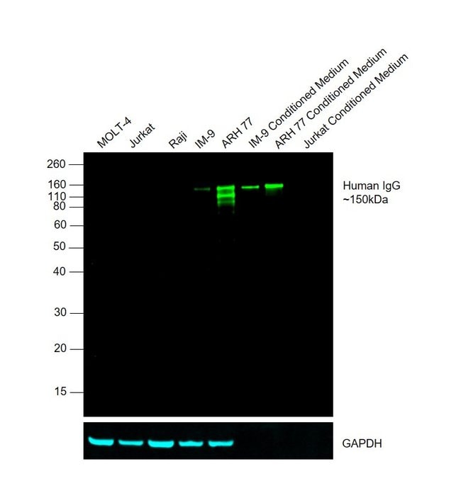 Invitrogen Goat anti-Human IgG Fc Cross-Adsorbed Secondary Antibody ...