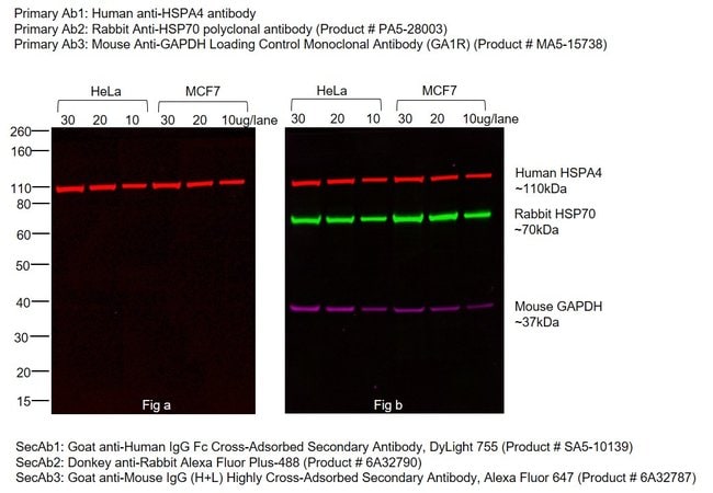 Invitrogen Goat anti-Human IgG Fc Cross-Adsorbed Secondary Antibody ...