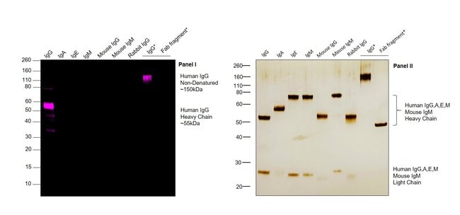 Invitrogen Goat anti-Human IgG Fc Cross-Adsorbed Secondary Antibody ...