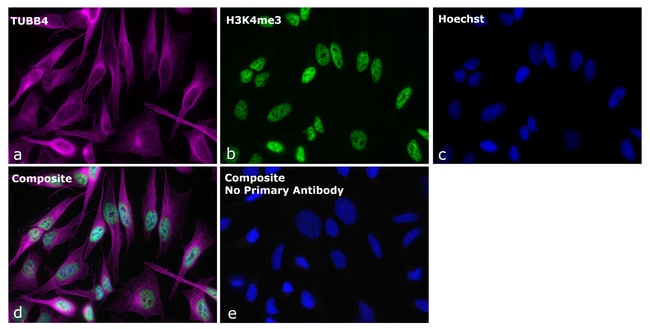 Invitrogen Goat anti-Mouse IgG Fc Superclonal Secondary Antibody, Alexa ...