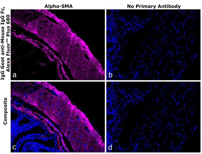 Invitrogen Goat anti-Mouse IgG Fc Superclonal Secondary Antibody, Alexa ...