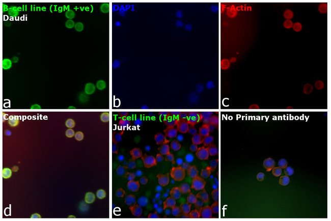 Invitrogen Goat anti-Human IgM Cross-Adsorbed Secondary Antibody ...
