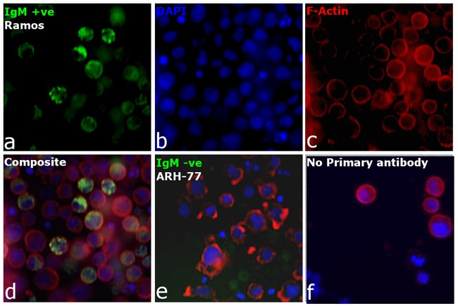 Invitrogen Goat anti-Human IgM Cross-Adsorbed Secondary Antibody ...