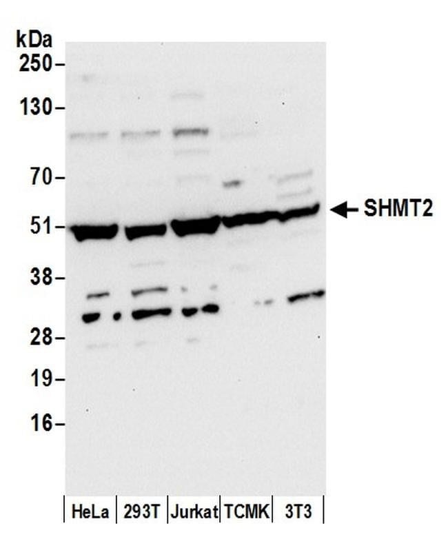 SHMT2, Polyclonal, Bethyl Laboratories:Antibodies:Primary Antibodies ...
