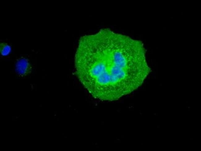 SLC18A2 Mouse anti-Human, Clone: OTI9E11, TrueMAB , Origene 30 μL ...