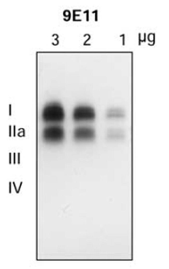SLC18A2 Mouse anti-Human, Clone: OTI9E11, TrueMAB , Origene 30 μL ...