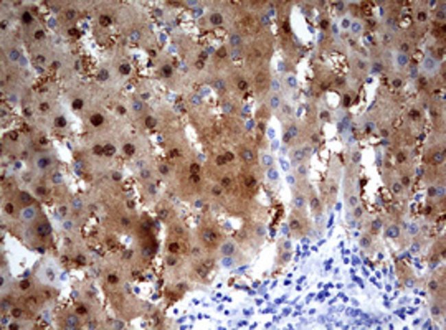 SOX9 Mouse anti-Human, Clone: OTI5G4, lyophilized, TrueMAB 100 μg ...