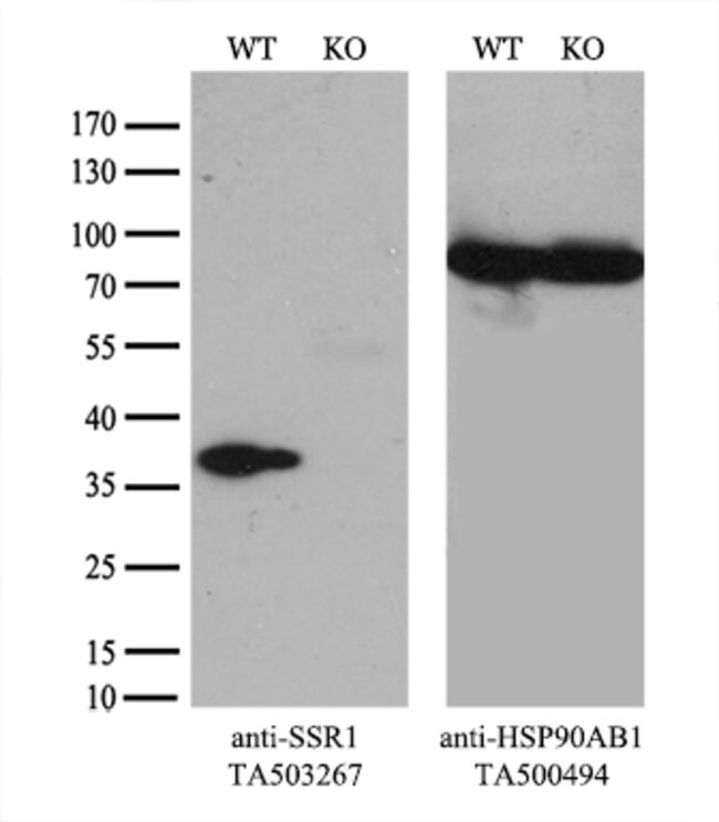 SSR1 Mouse anti-Human, Clone: OTI 4C9, lyophilized, TrueMAB™ 100 μg ...