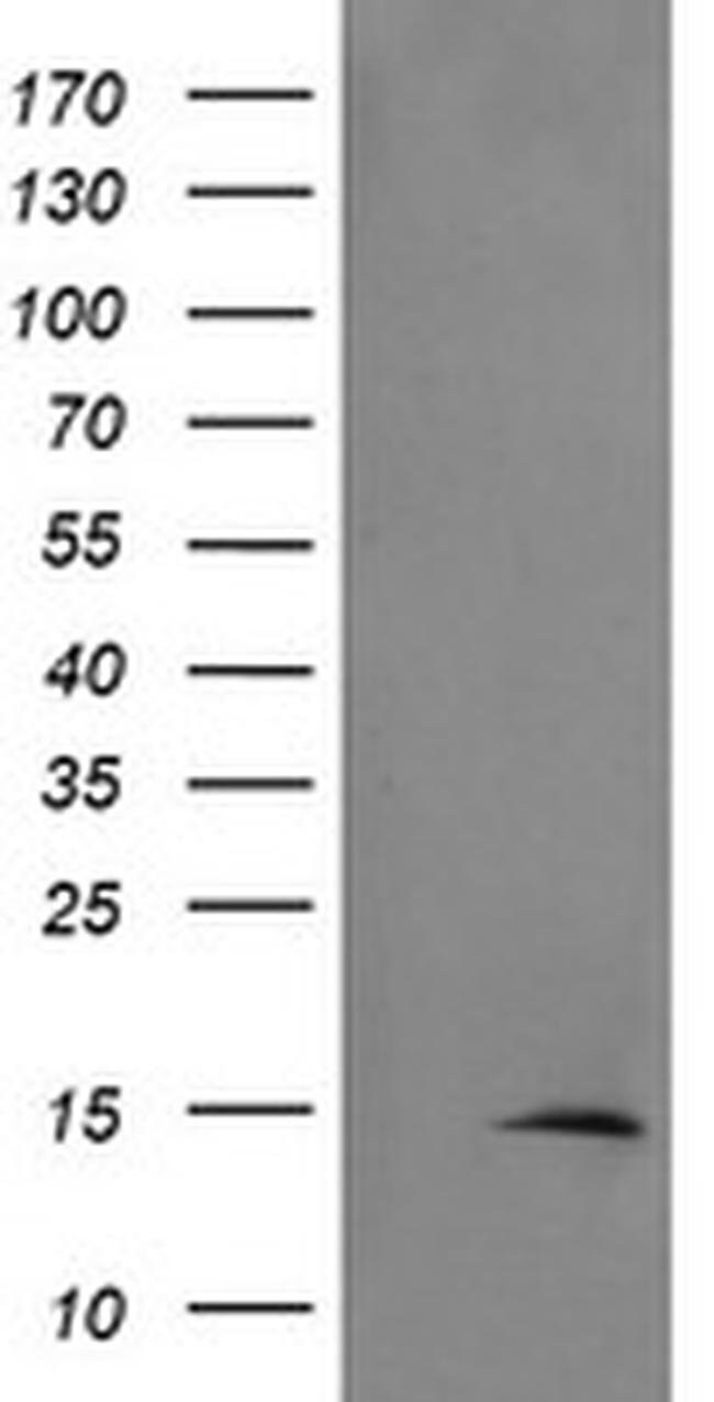 TSC22D3 Monoclonal Antibody (OTI3F3), TrueMAB , OriGene 30 μL ...