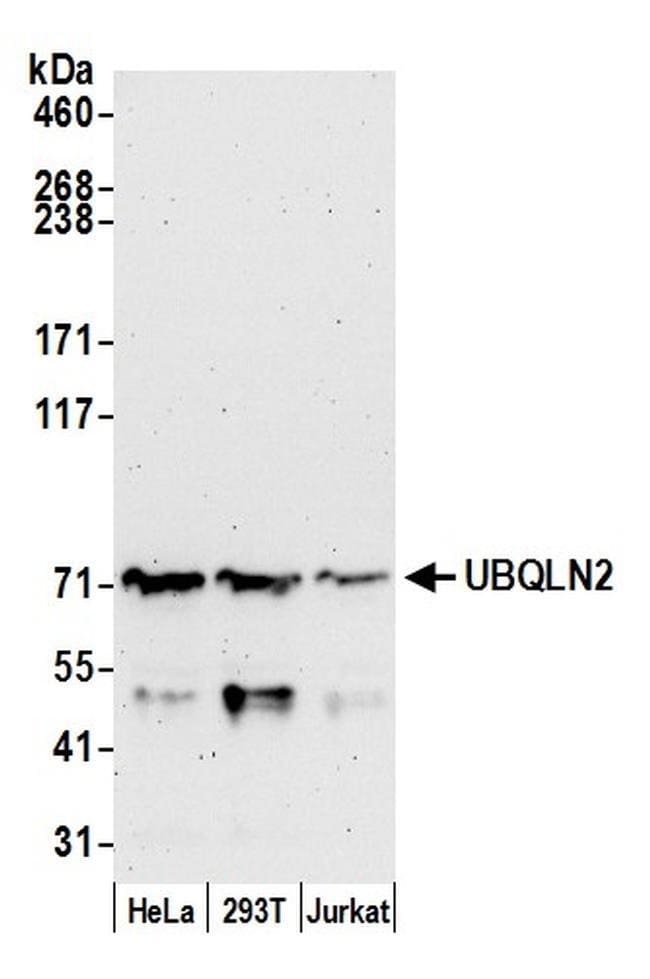 UBQLN2 Rabbit anti-Human, Polyclonal, Bethyl Laboratories 100 μL ...
