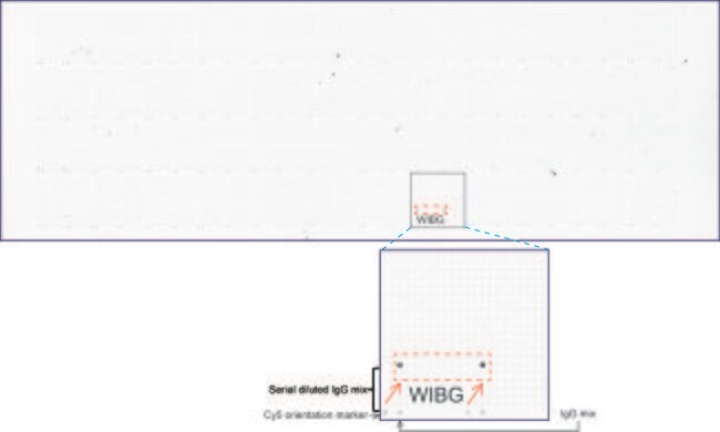 WIBG Mouse anti-Human, Clone: UMAB209, liquid, UltraMAB 100 μL ...