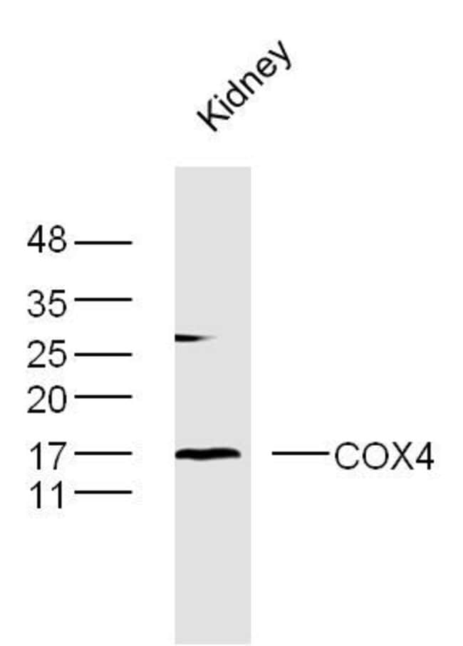 COX4 Rabbit anti-Human, Polyclonal, Bioss 100 μL; Unconjugated ...