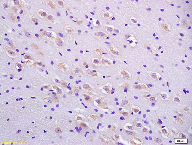 AANAT Rabbit anti-Human, Polyclonal, Bioss 100 μL; Unconjugated ...