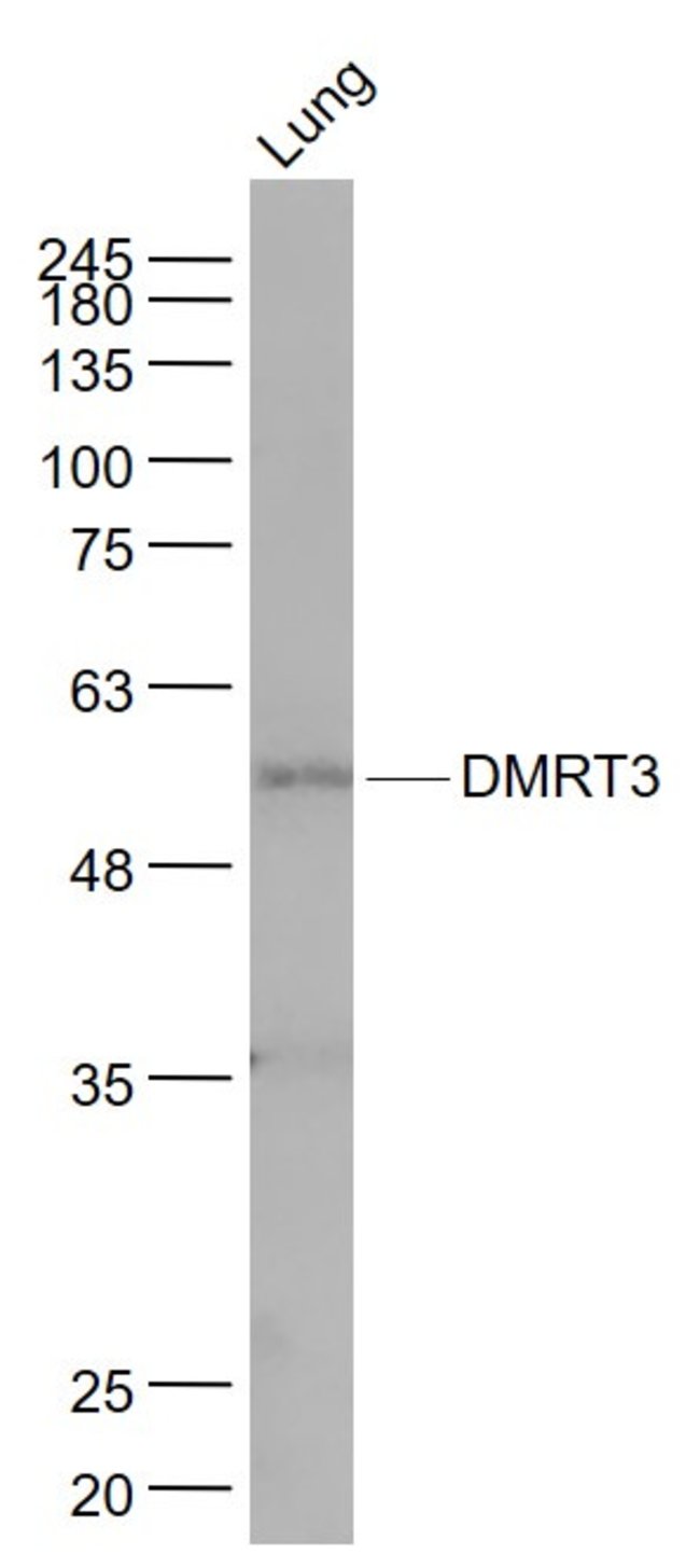 DMRT3 Rabbit anti-Human, Polyclonal, Bioss 100 μL; Unconjugated ...