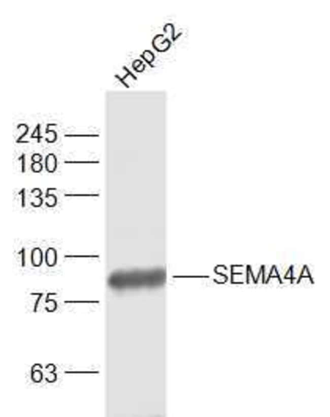 SEMA4A Rabbit anti-Human, Polyclonal, Bioss 100 μL; Unconjugated ...