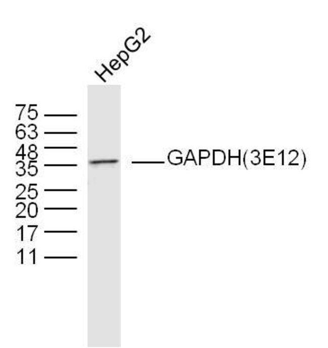 GAPDH Mouse anti-Human, Clone: 3E12, Bioss 100 μL; Unconjugated ...