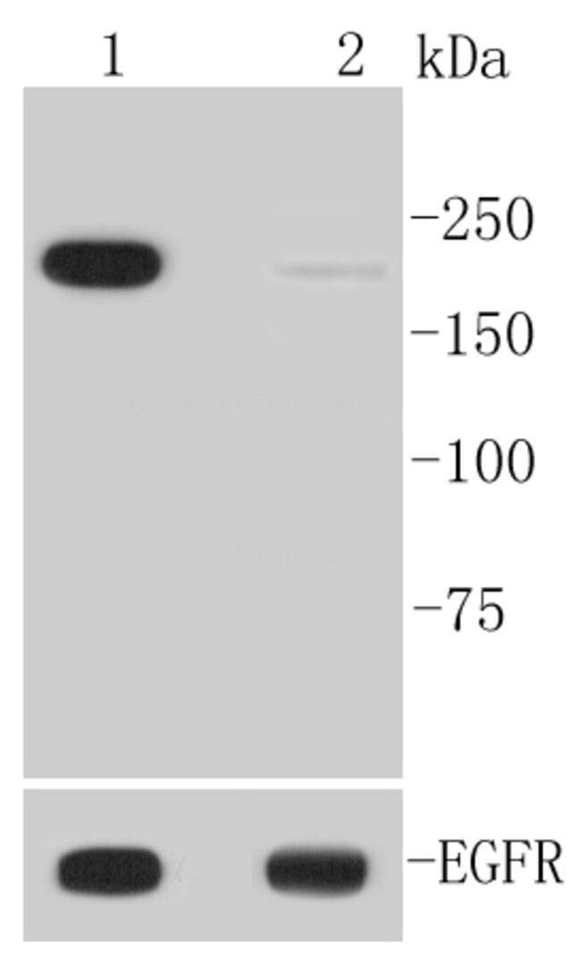 Phospho-EGFR (Tyr1092) Rabbit anti-Human, Clone: 1F1, Bioss 100 μL ...
